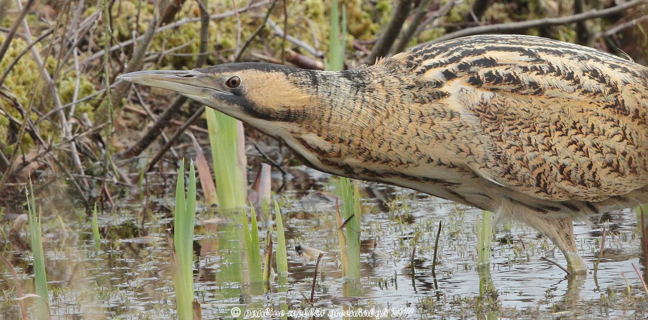 Eurasian Bittern by Pauline Greenhalgh - BirdGuides