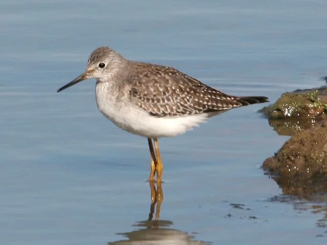 Details : Lesser Yellowlegs - BirdGuides