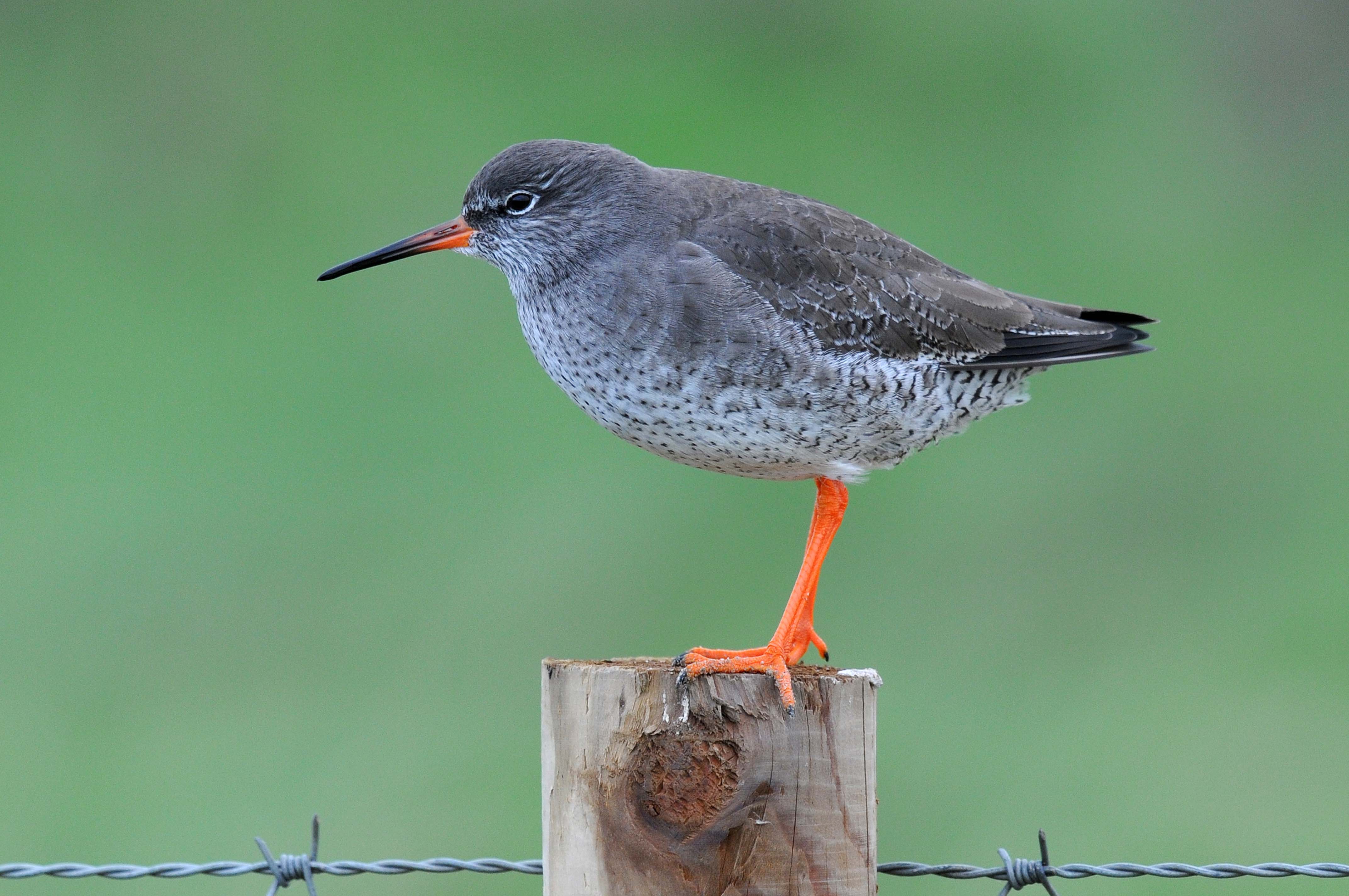 Details : Common Redshank - BirdGuides
