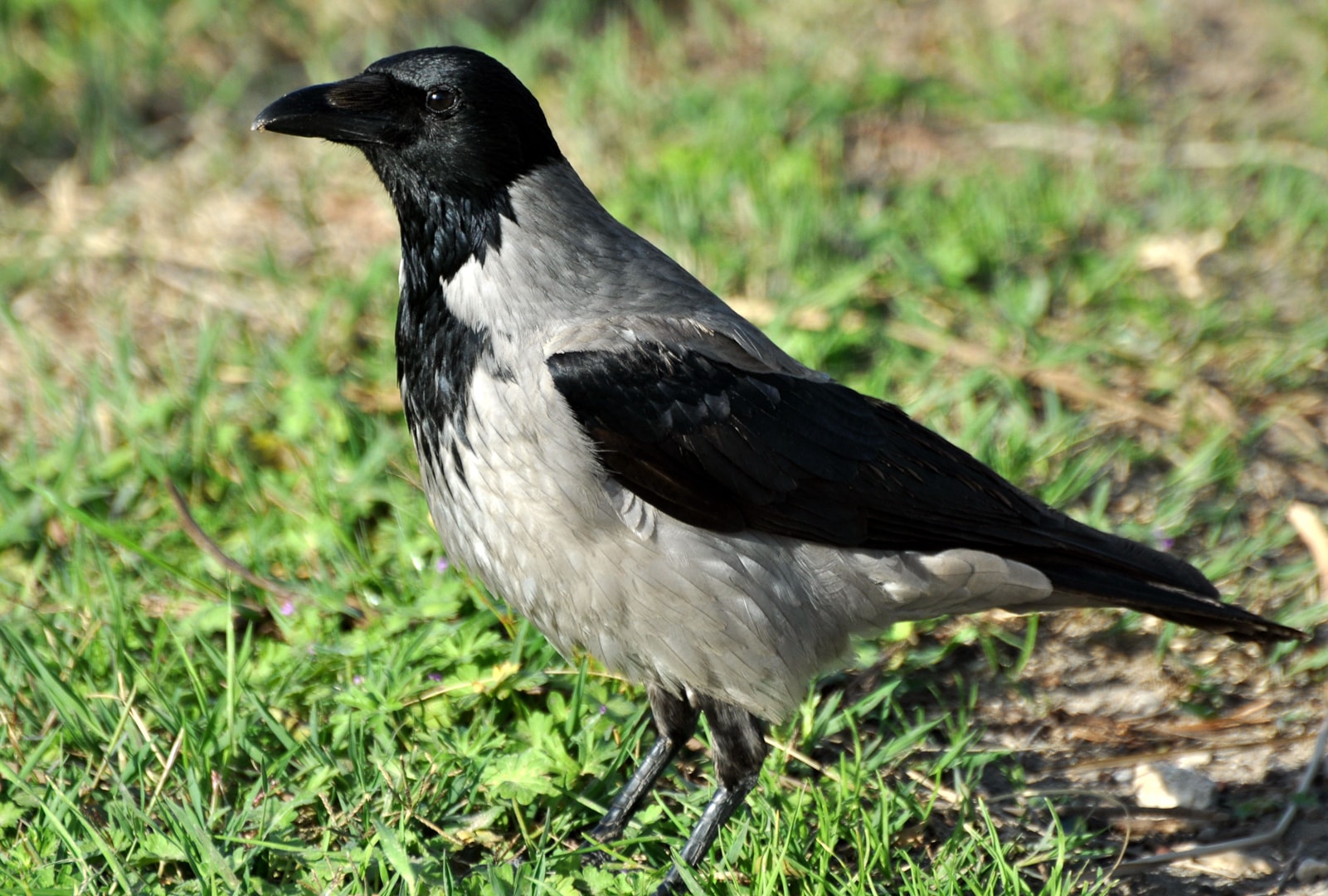 Hooded Crow by Wally Harris - BirdGuides
