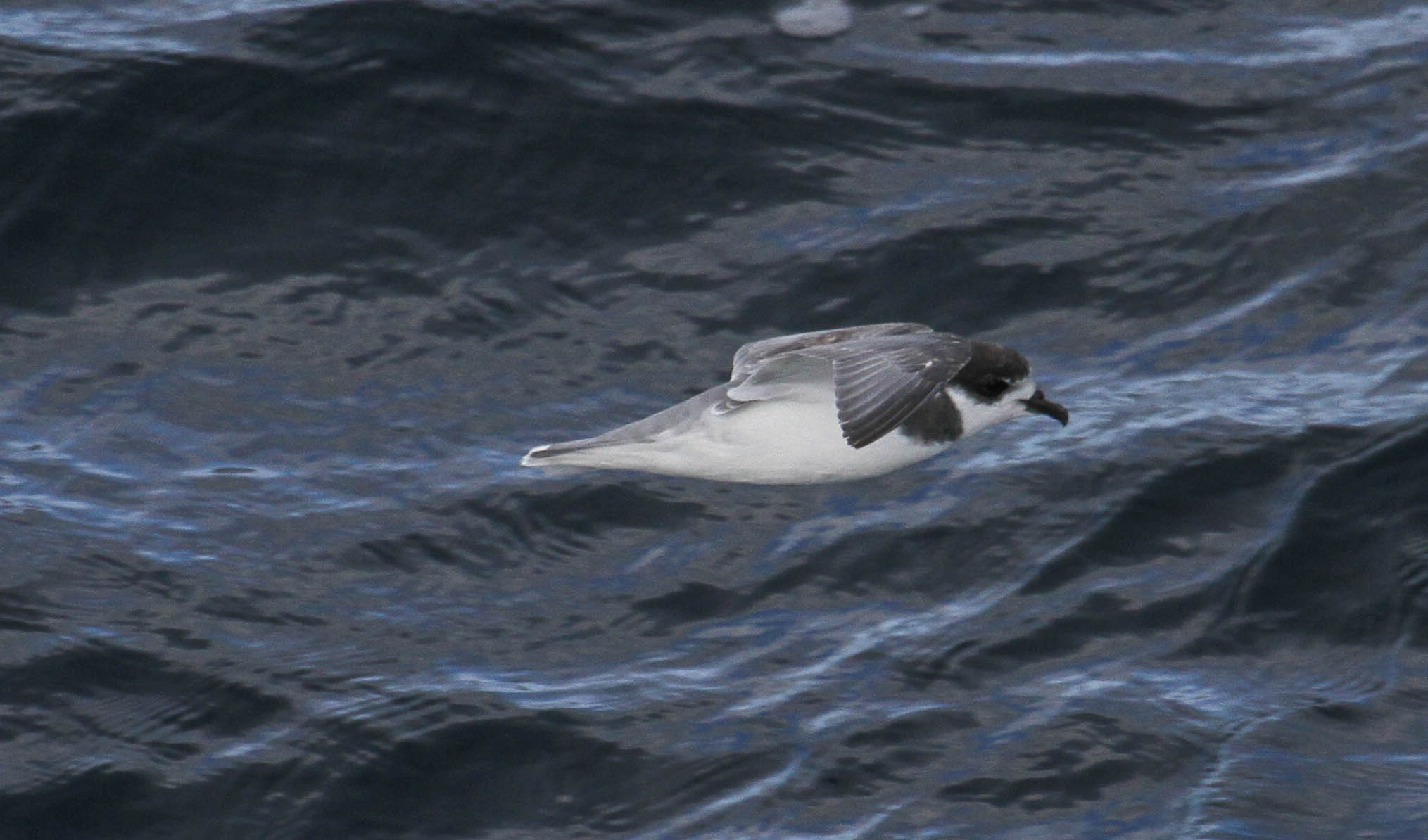 Details : Blue Petrel - BirdGuides