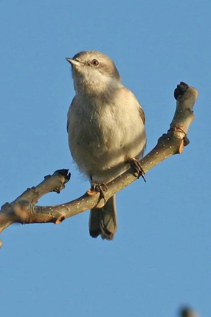 Details : Desert Whitethroat - BirdGuides