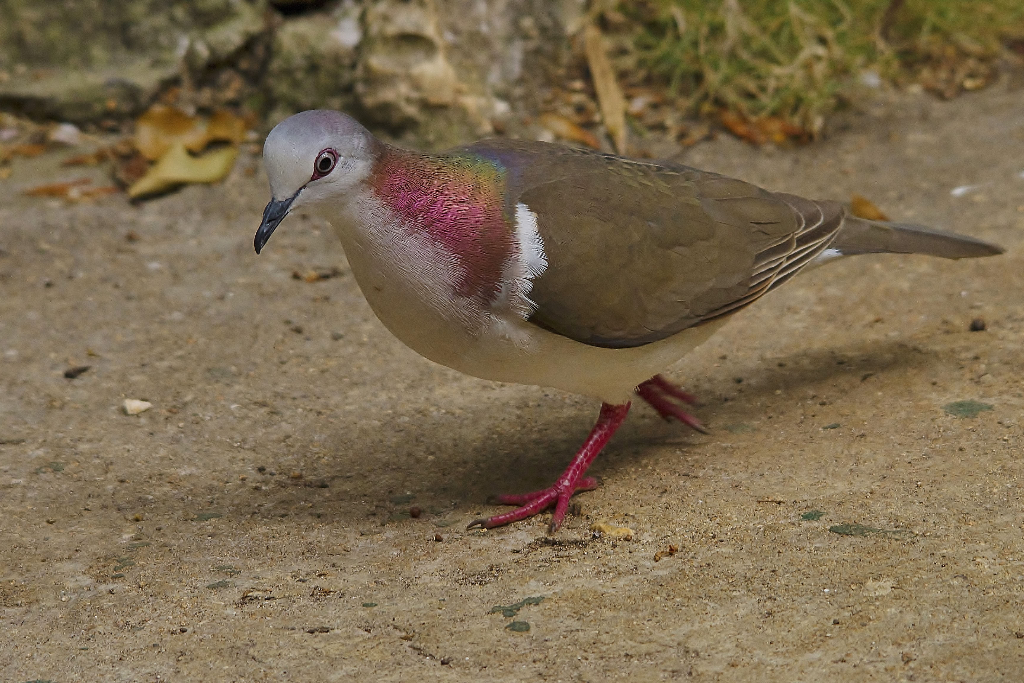 Details : Caribbean Dove - BirdGuides