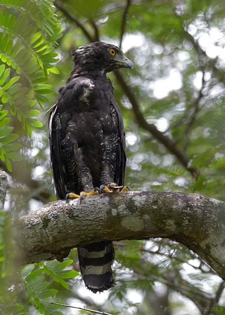 Details : Black Hawk-Eagle - BirdGuides
