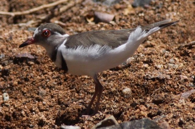 Details : Three-banded Plover - BirdGuides