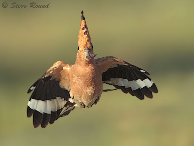 Details : Hoopoe - BirdGuides