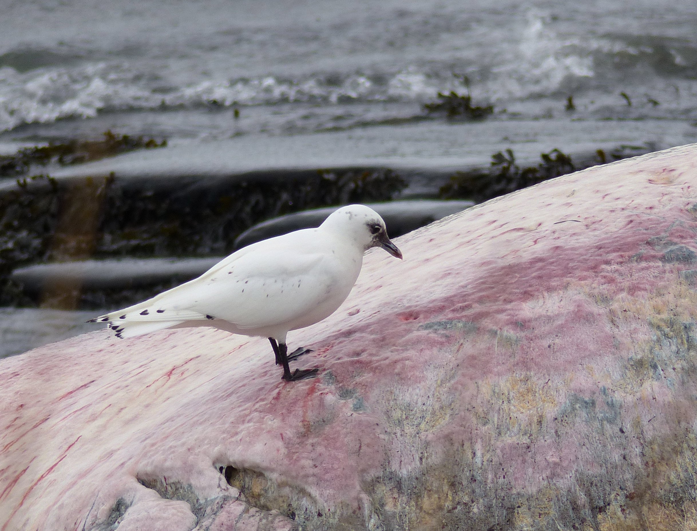 Review of the Week: 11th–17th December - BirdGuides