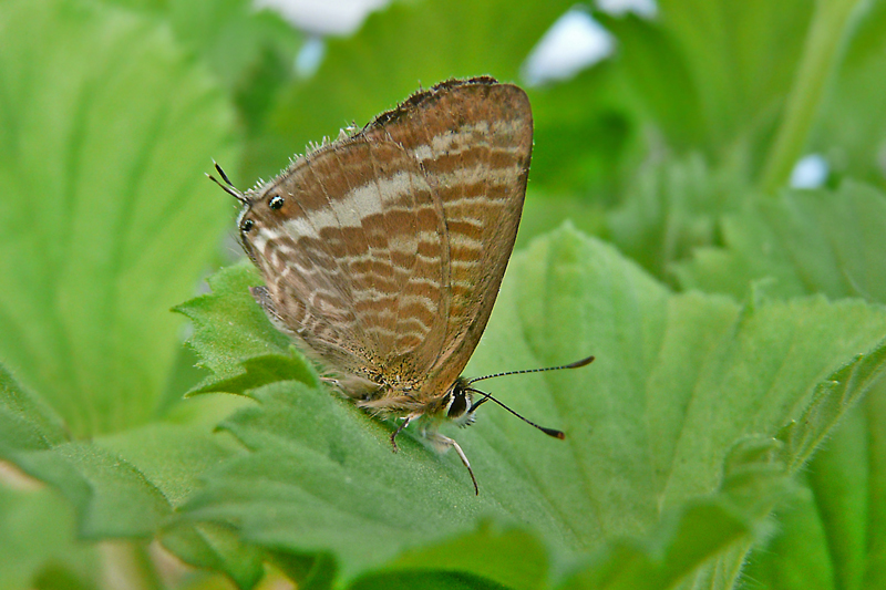 Details : Long-tailed Blue - BirdGuides