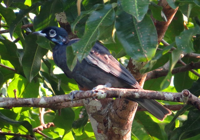 Details : Bare-necked Fruitcrow - BirdGuides