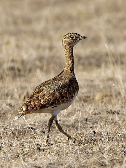 Details : Little Bustard - BirdGuides