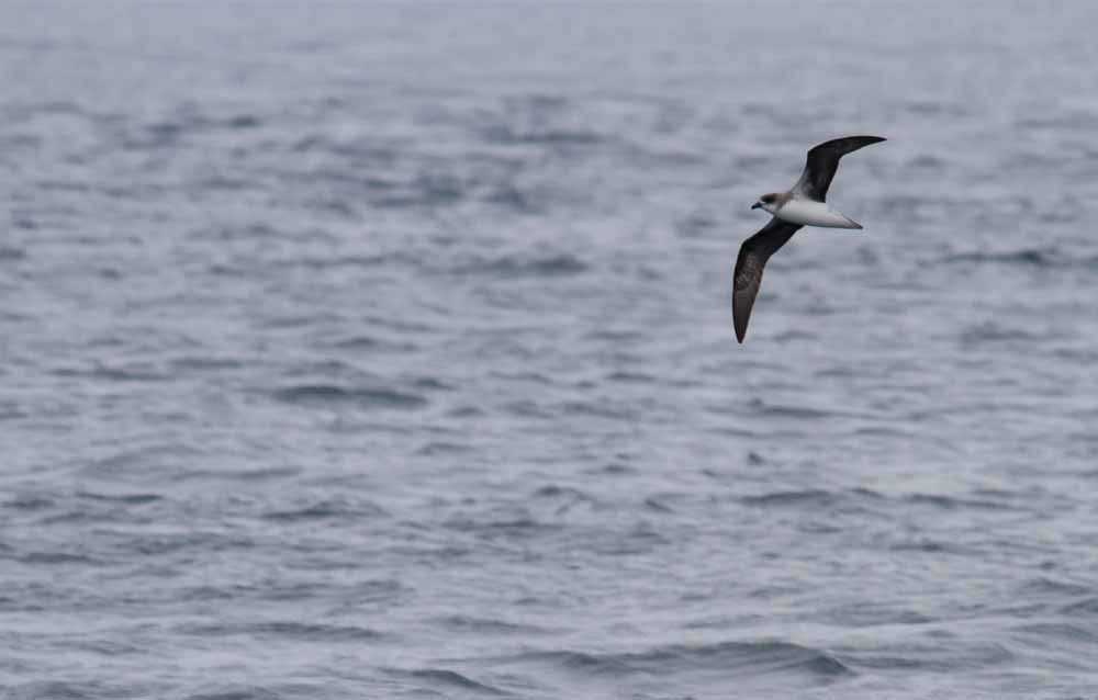 Details : Fea's Petrel - BirdGuides