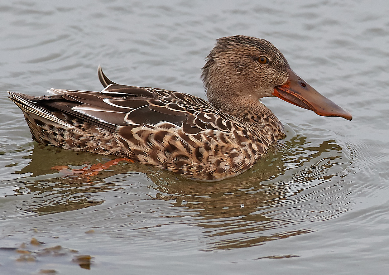 Northern Shoveler by Simon Johnson - BirdGuides