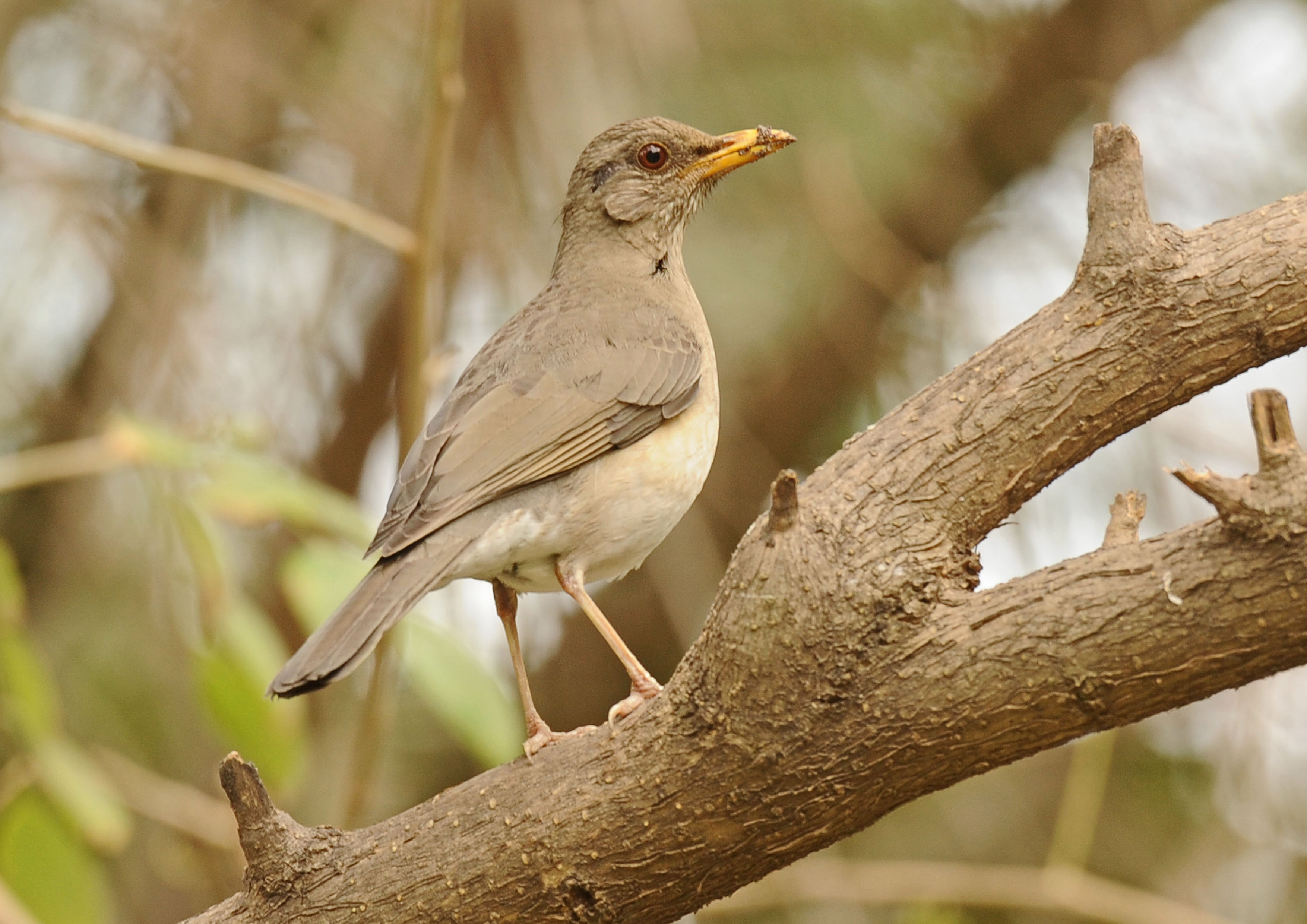 Details : African Thrush - BirdGuides