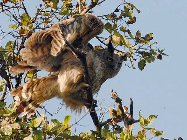 Details : Dusky Eagle-Owl - BirdGuides