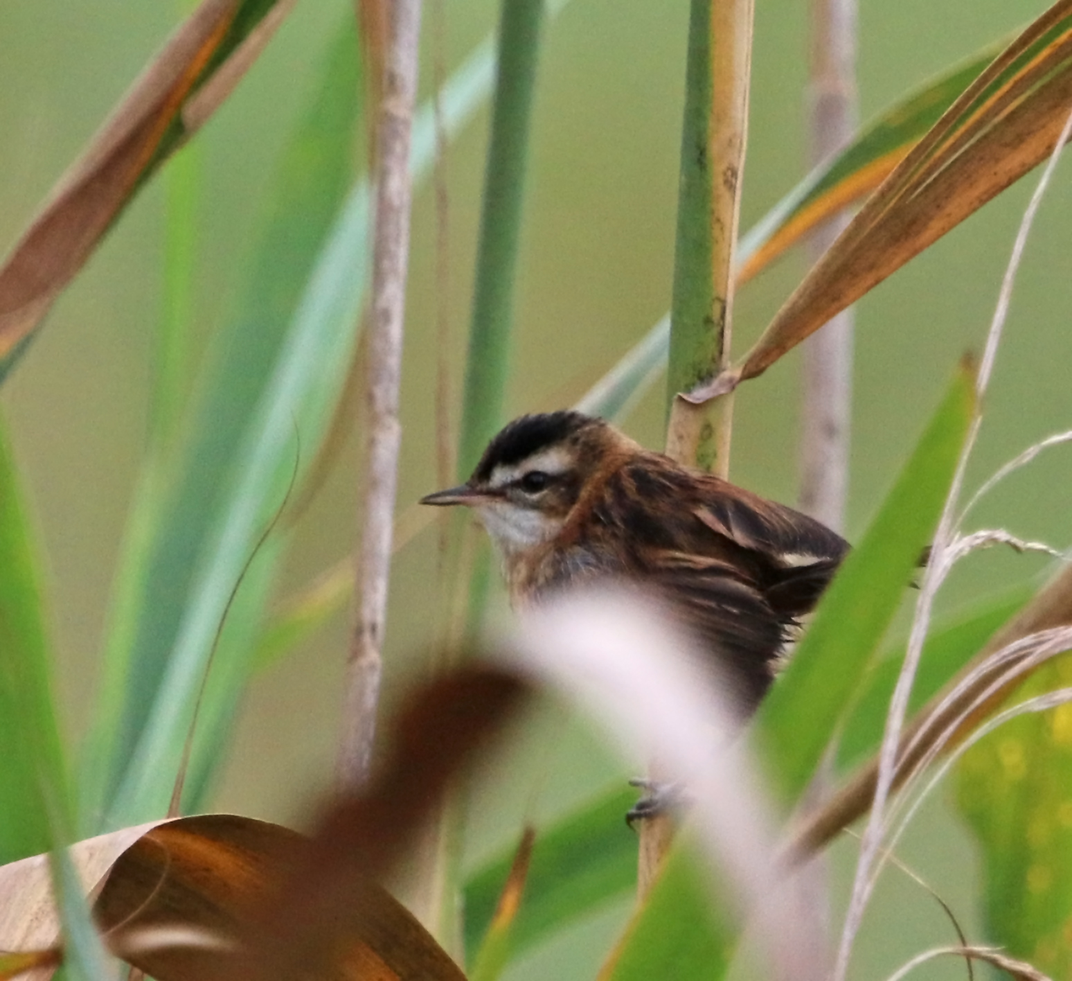 Details : Moustached Warbler - BirdGuides
