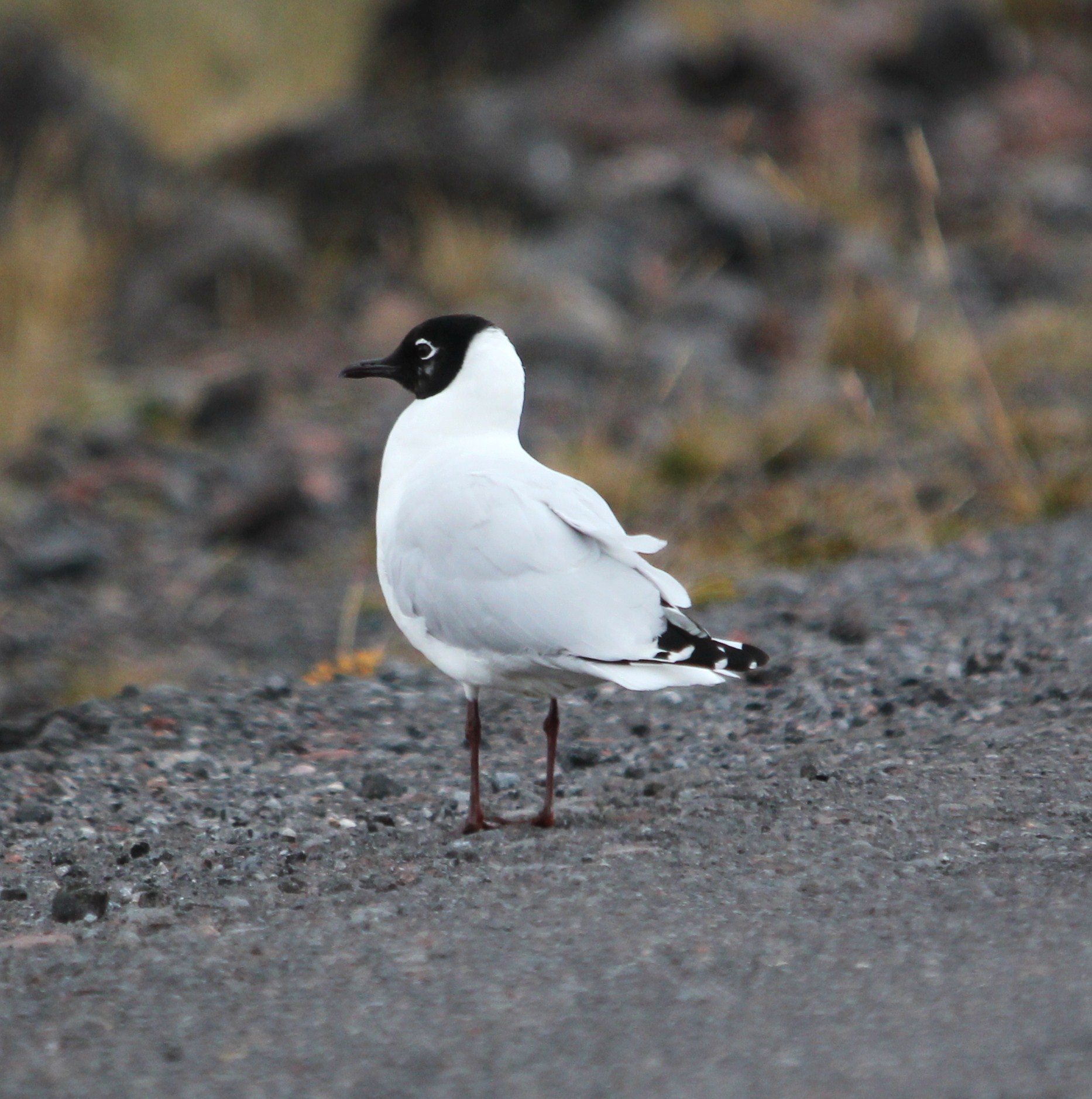 Details : Andean Gull - BirdGuides