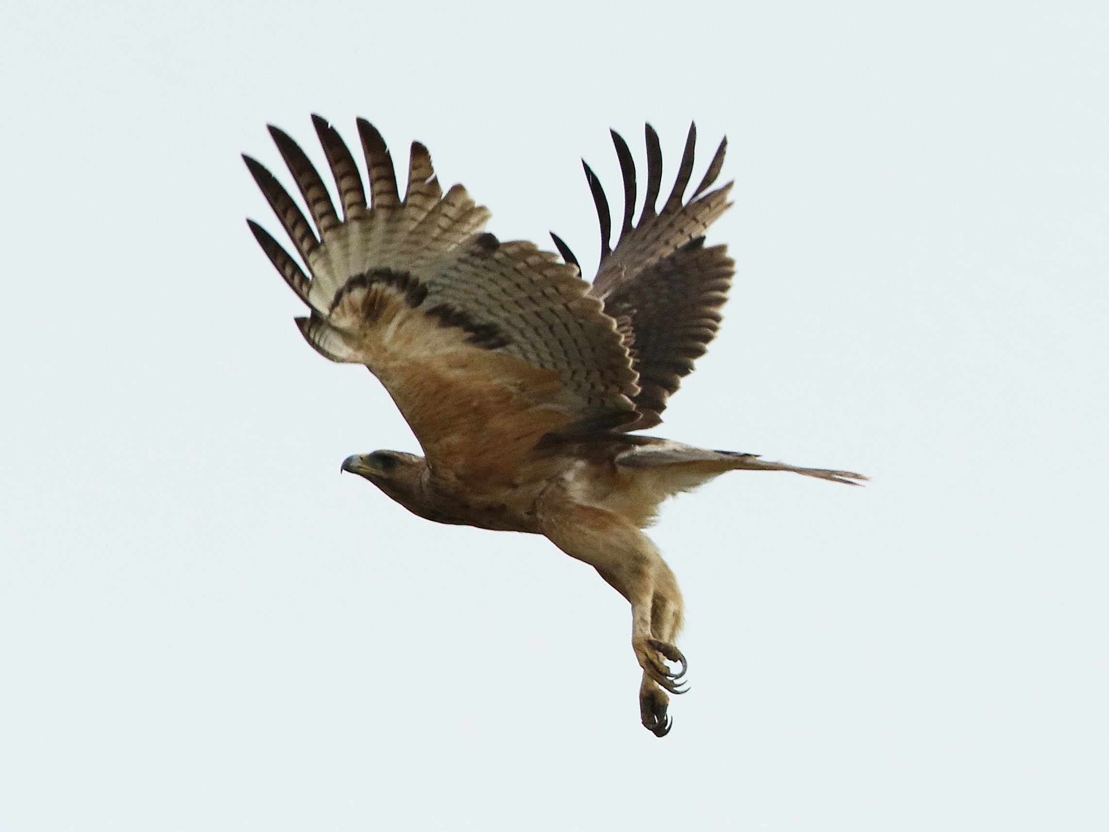 Details : Spanish Imperial Eagle - BirdGuides