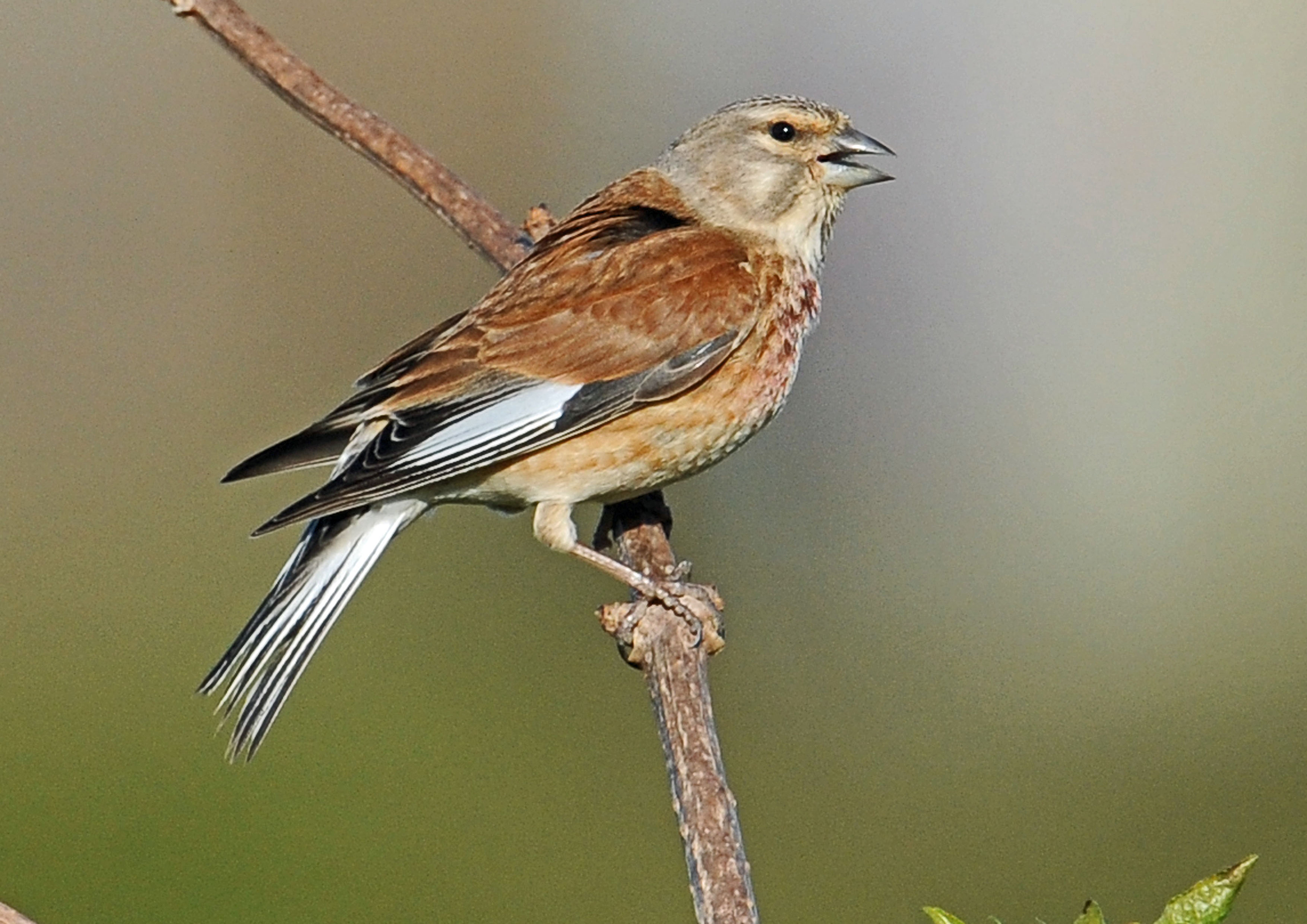 Details : Common Linnet - BirdGuides