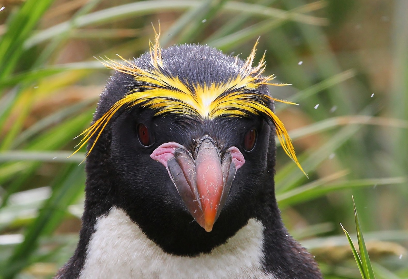 Macaroni Penguin by Richard Collier - BirdGuides