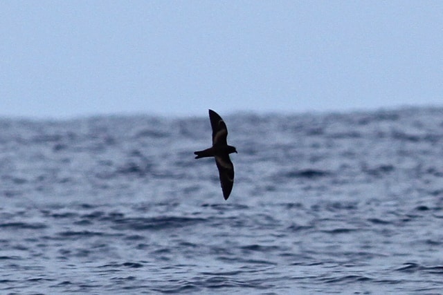 Swinhoe's Storm Petrel by Richard Bonser - BirdGuides