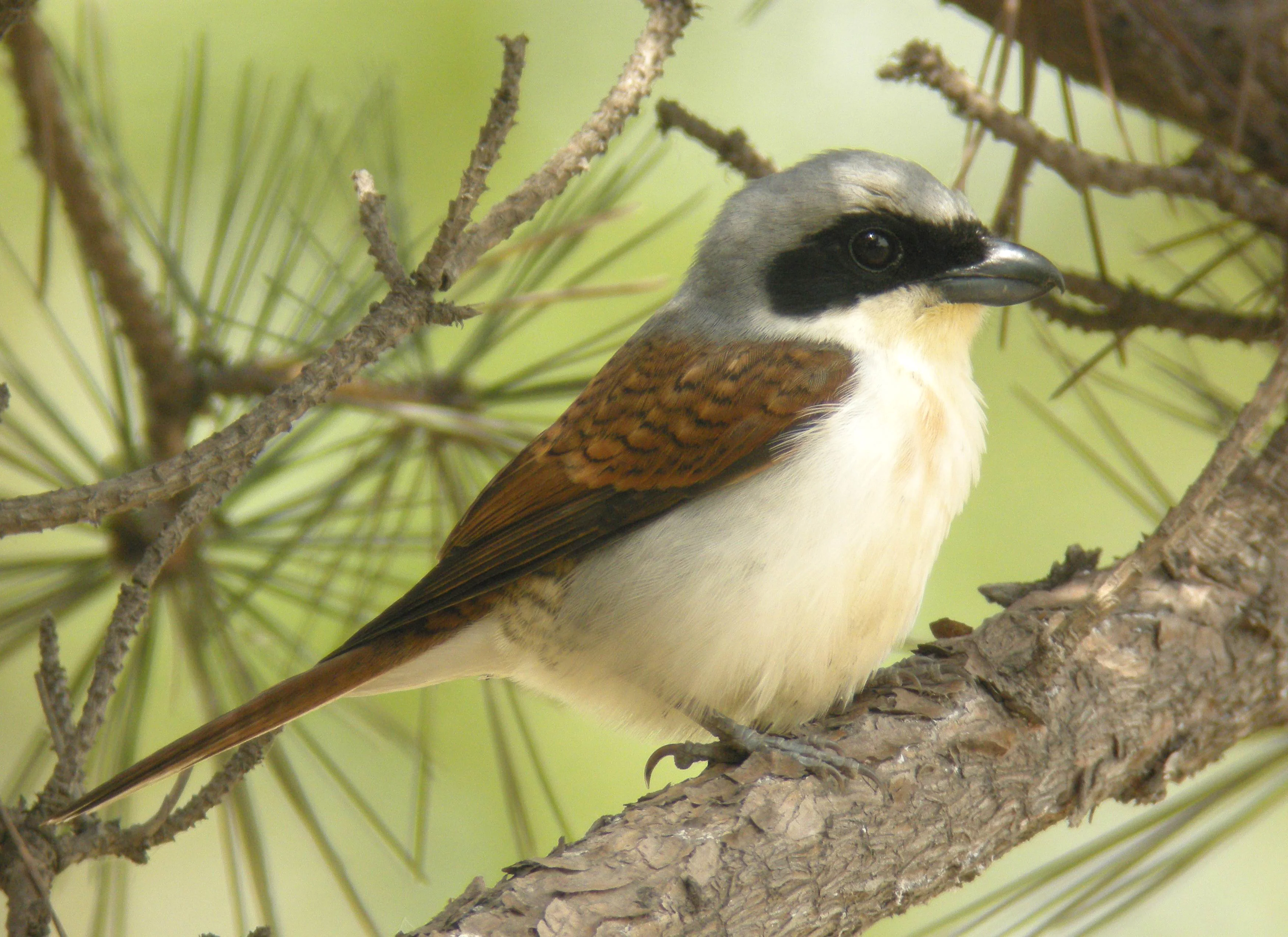 Details : Tiger Shrike - BirdGuides