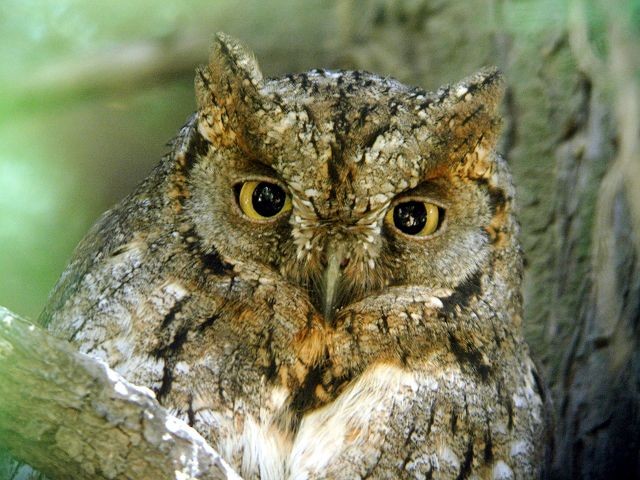 Details : Eurasian Scops Owl - BirdGuides