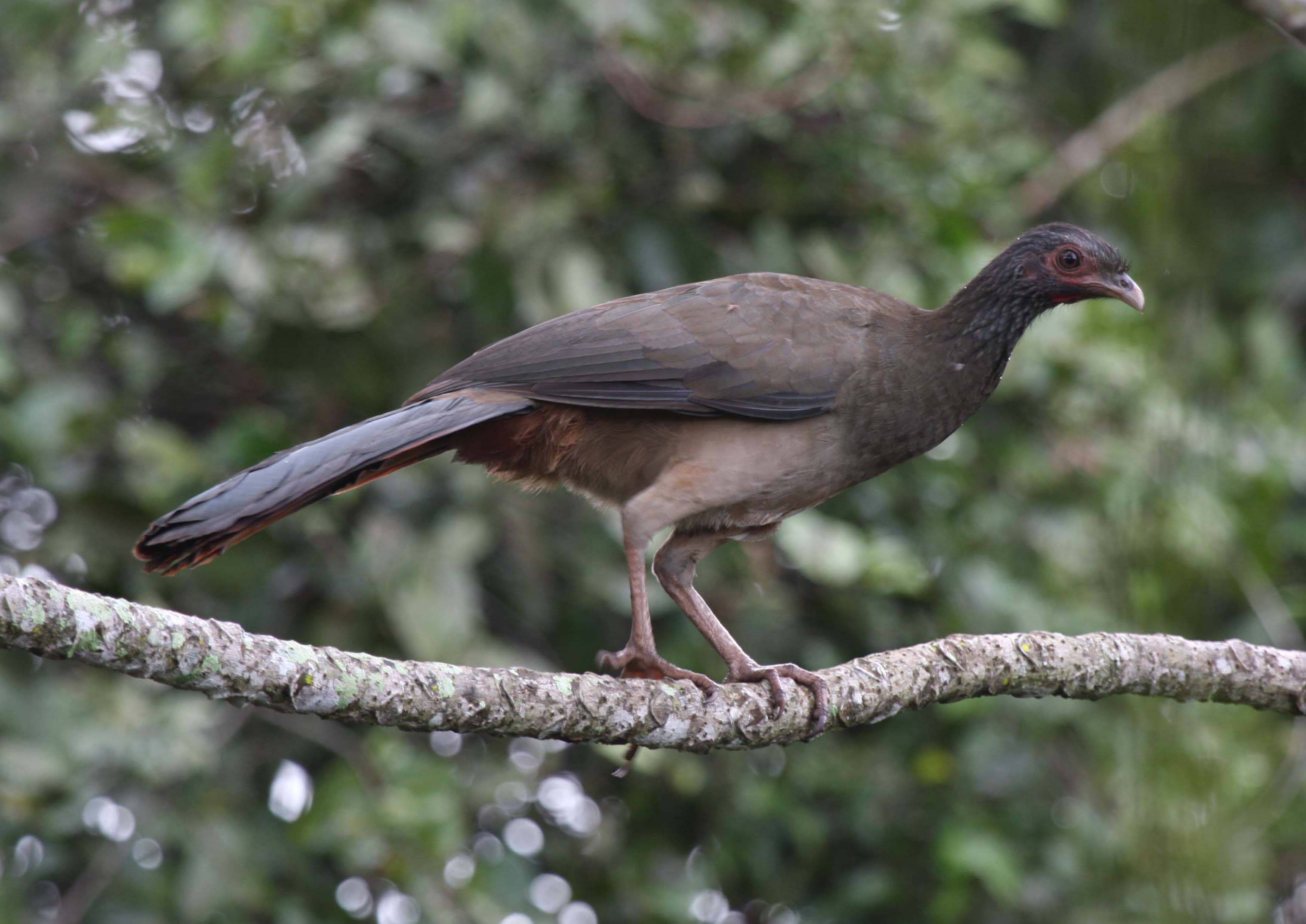 Details : Chaco Chachalaca - BirdGuides