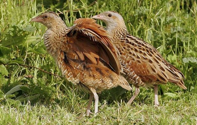 Details : Corncrake - BirdGuides