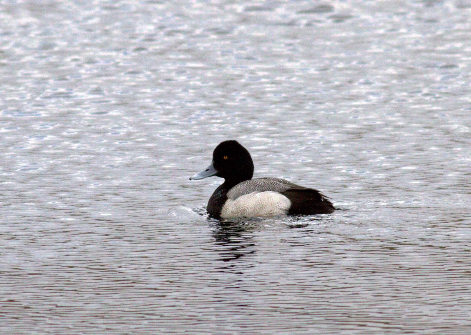 Review of the Week: 7th–13th March - BirdGuides