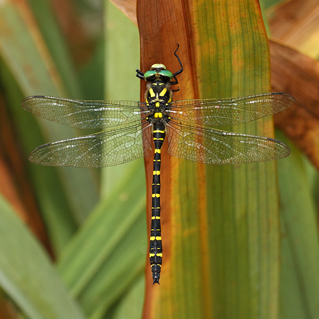 Details : Golden-ringed Dragonfly - BirdGuides