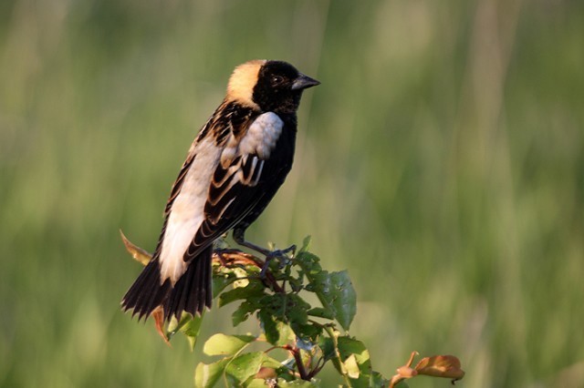 Details : Bobolink - BirdGuides