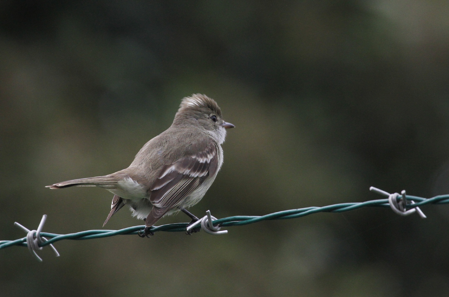 Details : Caribbean Elaenia - BirdGuides
