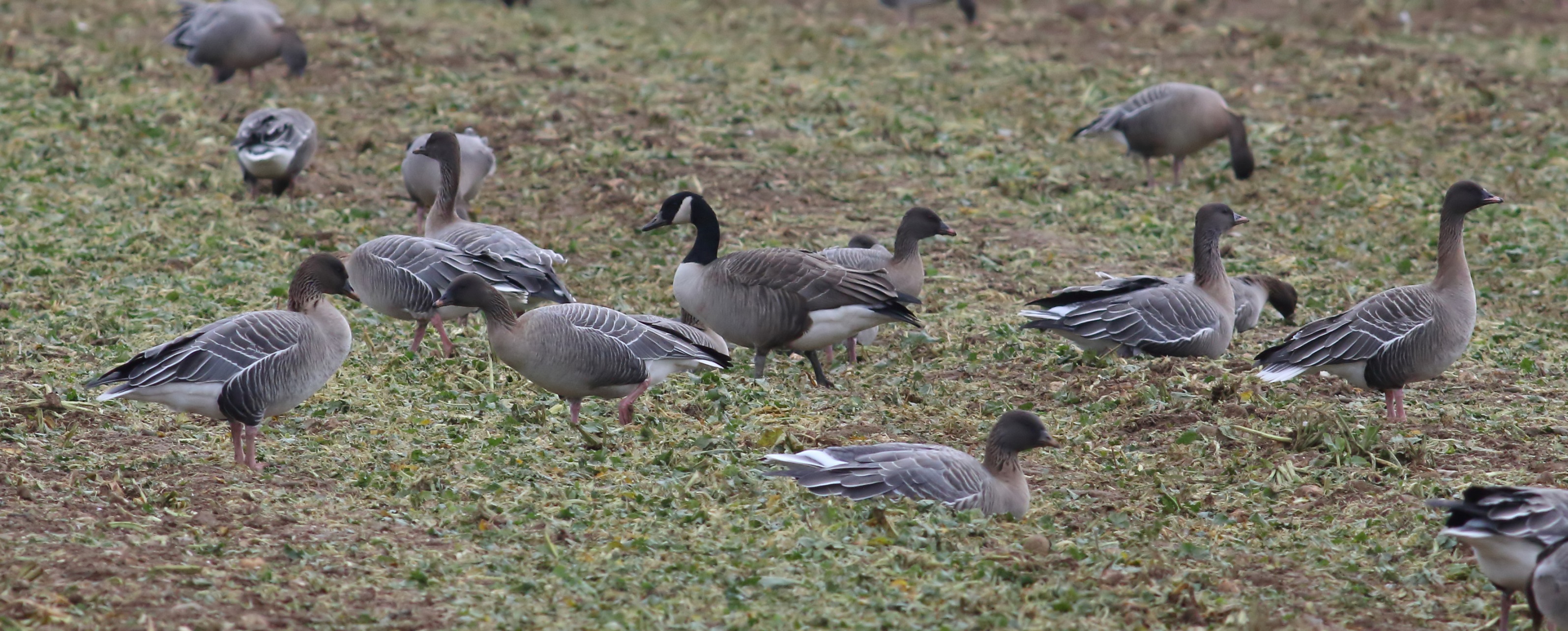 Details : Todd's Canada Goose - BirdGuides