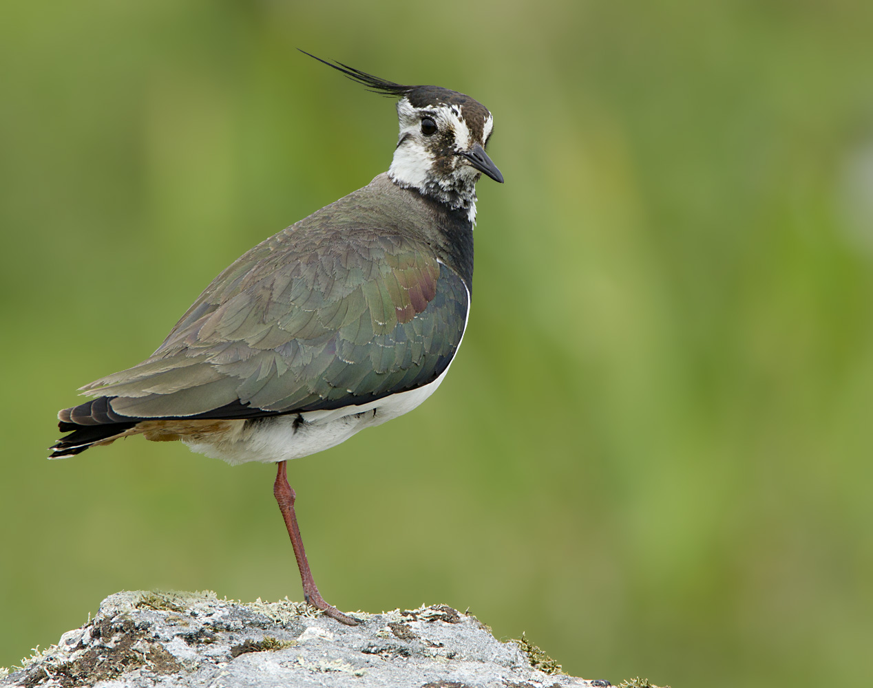 Lapwings hit new low - BirdGuides