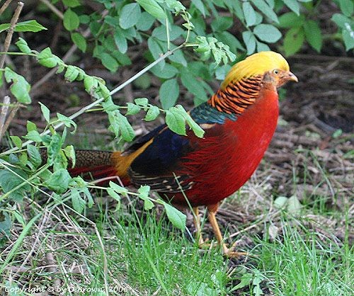 Details : Golden Pheasant - BirdGuides