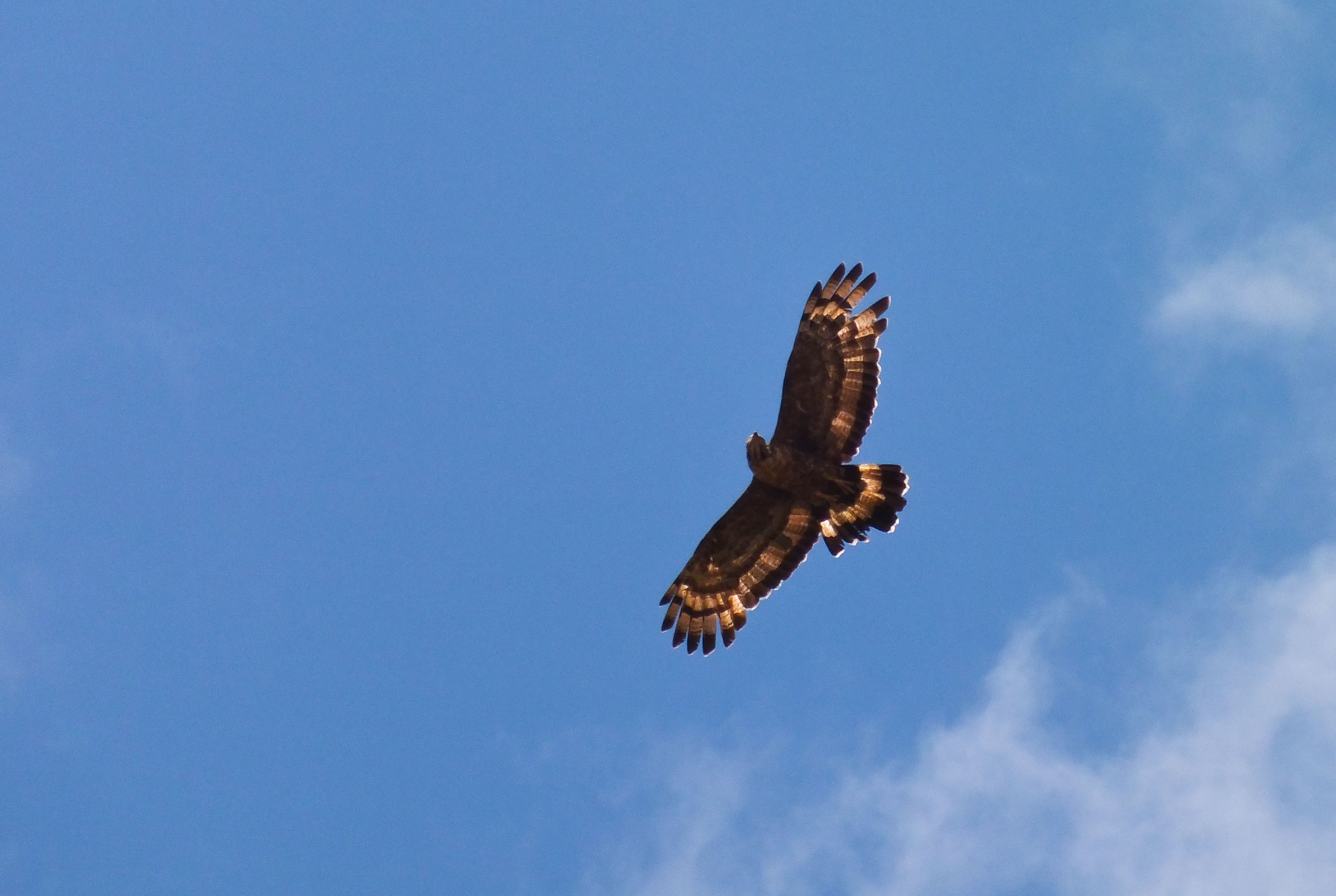 Details : Crested Honey Buzzard - BirdGuides