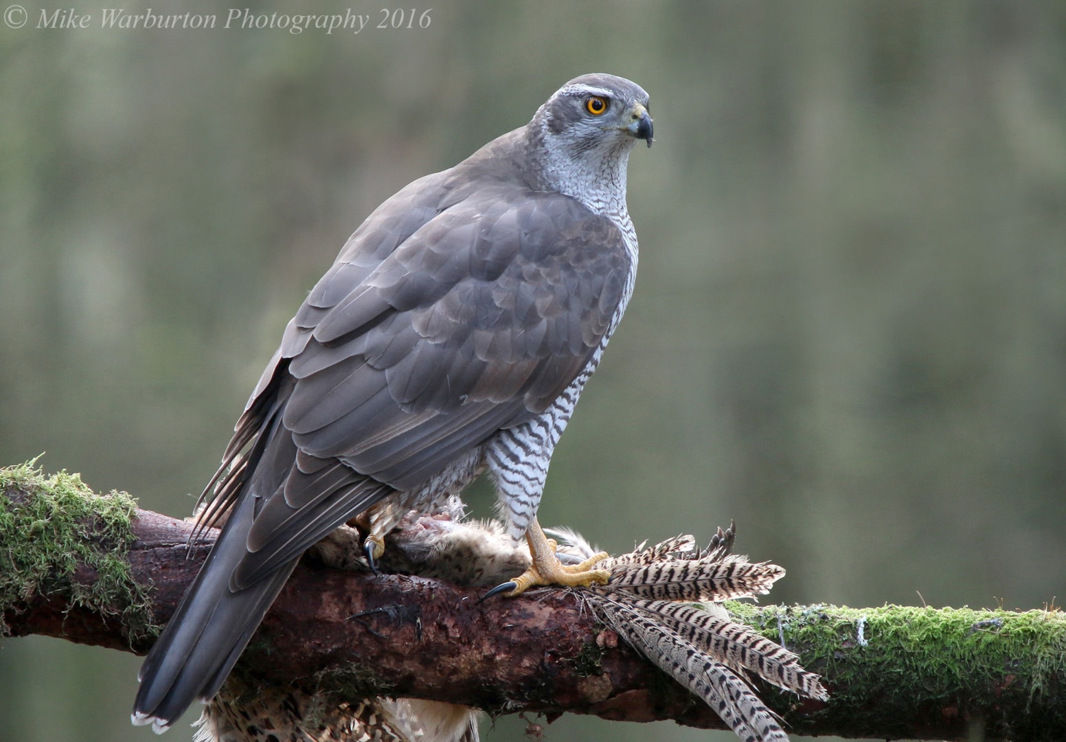 Northern Goshawk by Mike Warburton - BirdGuides
