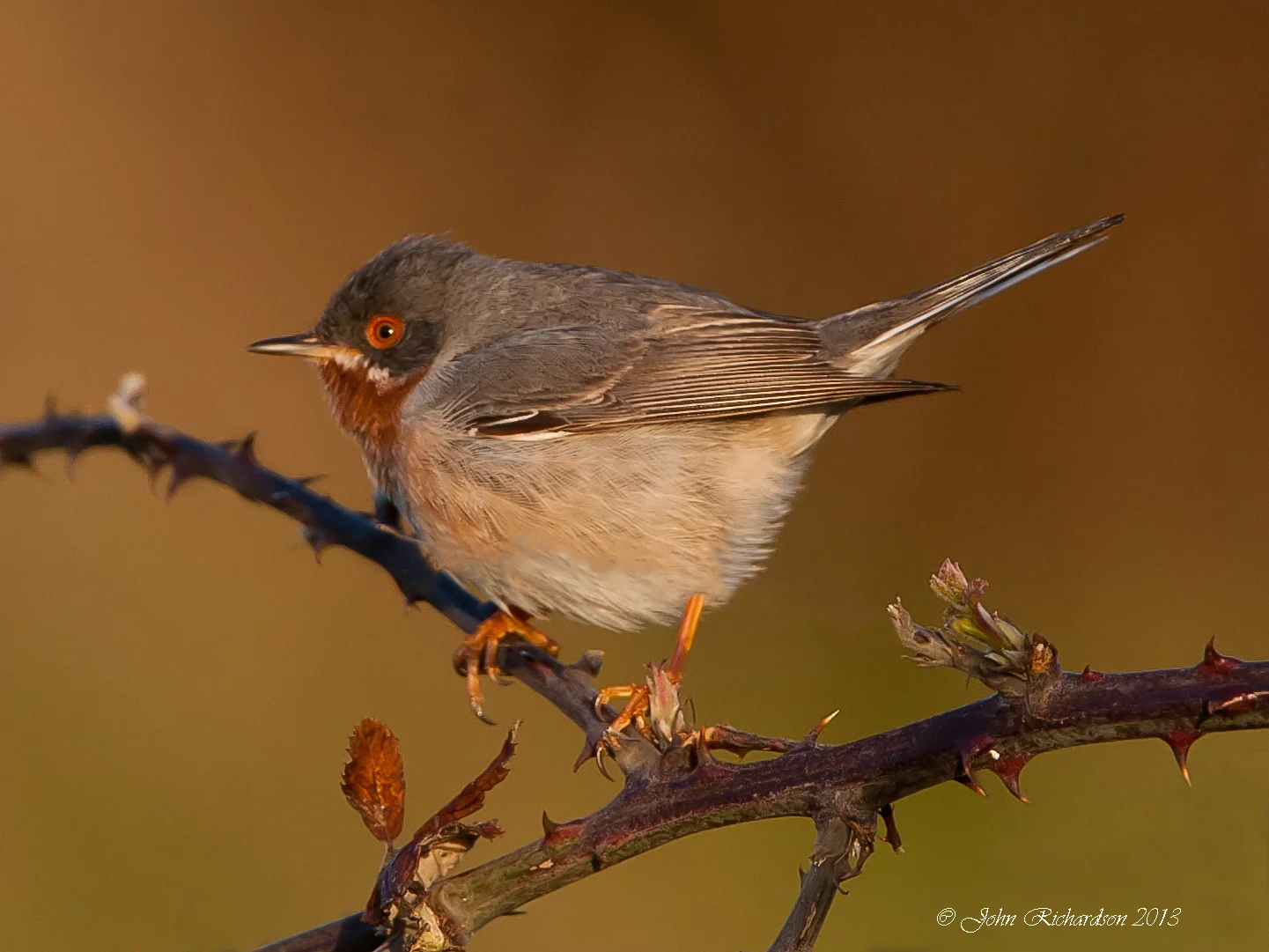 Details : Eastern Subalpine Warbler - BirdGuides
