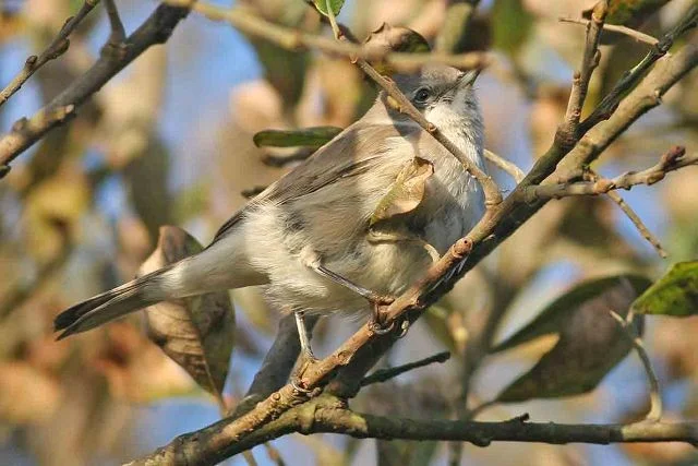 Details : Desert Whitethroat - BirdGuides