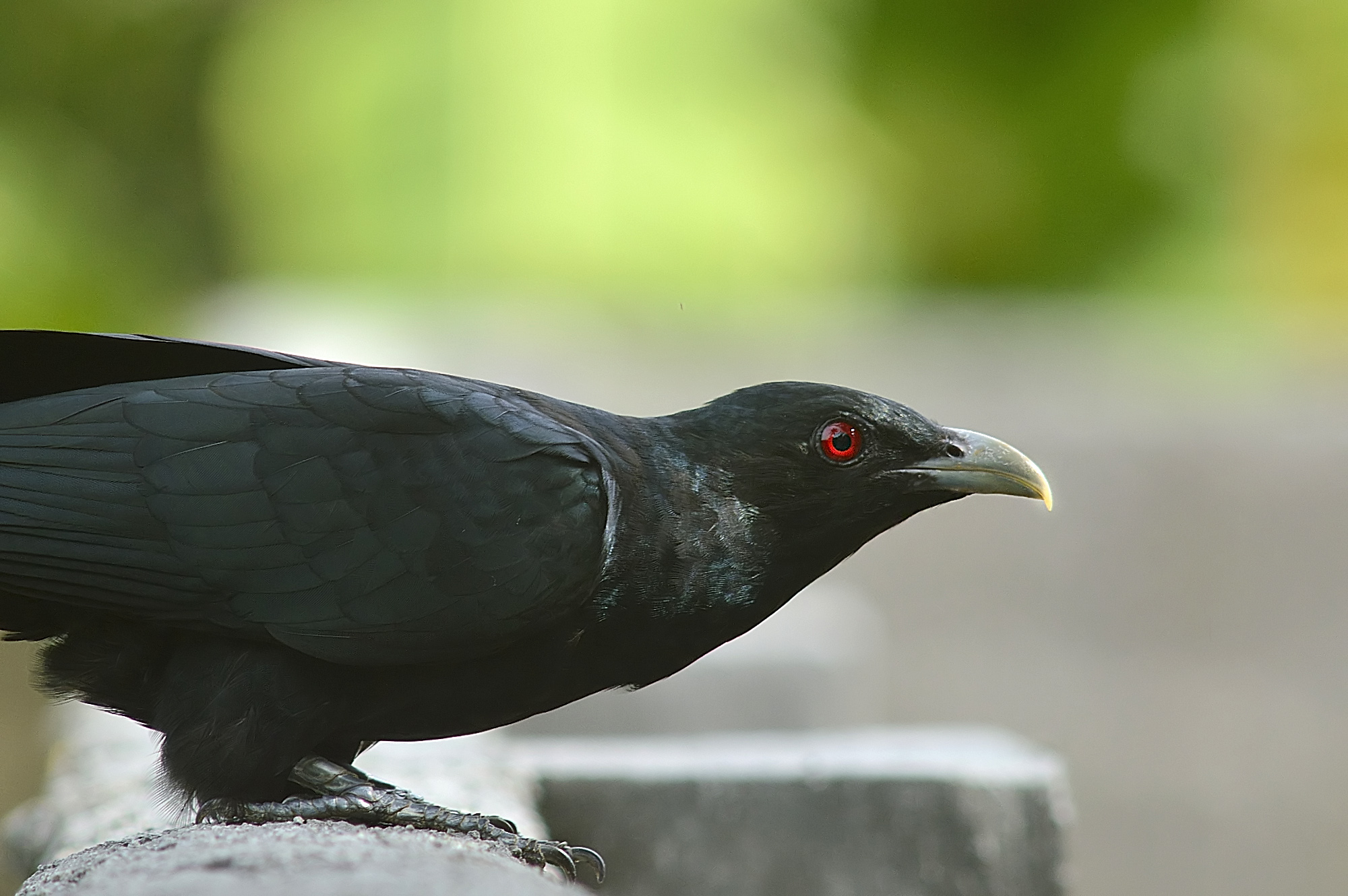 Details : Asian Koel - BirdGuides