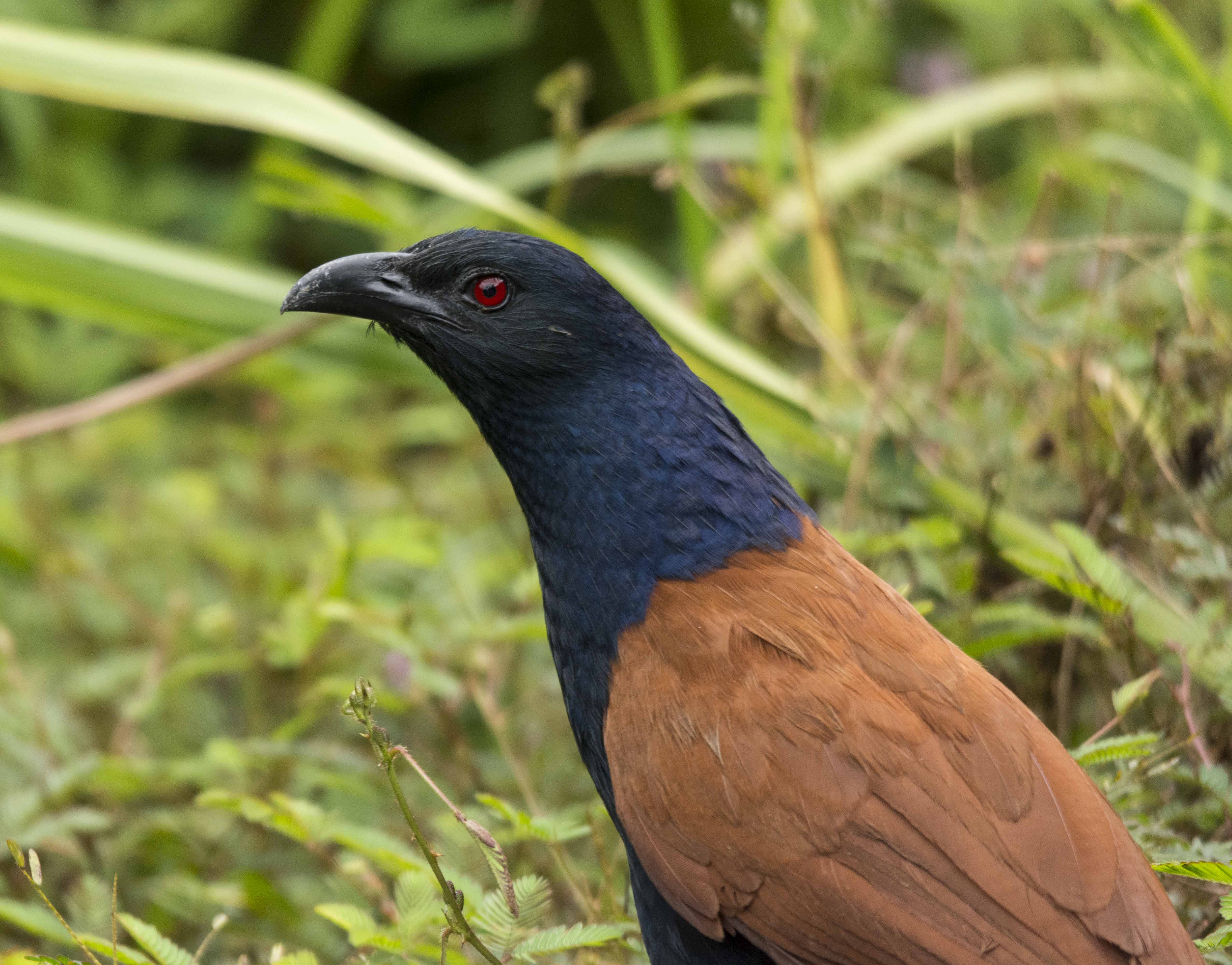 Details : Greater Coucal - BirdGuides
