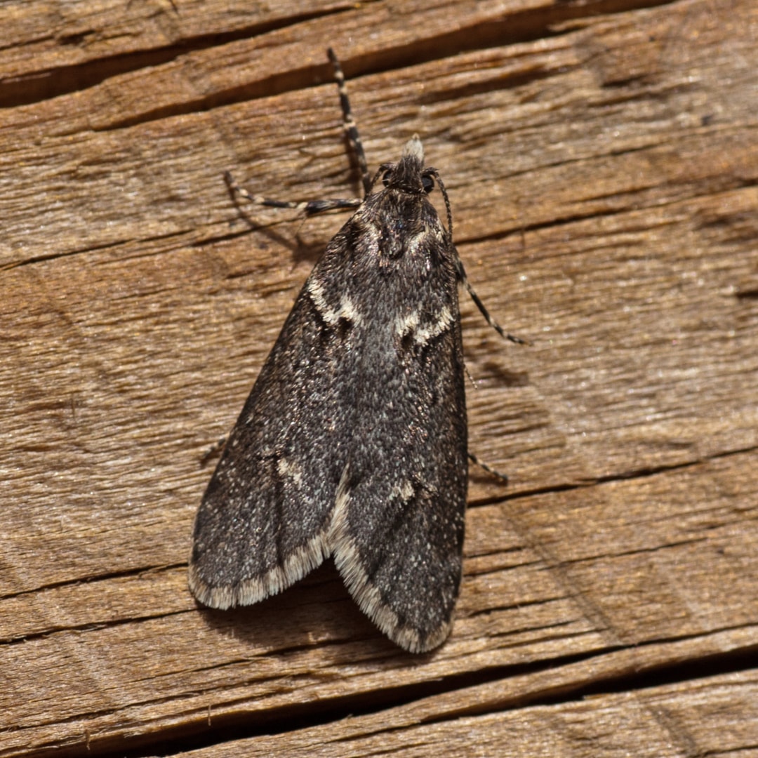 Diurnea fagella by Clare Ward - BirdGuides