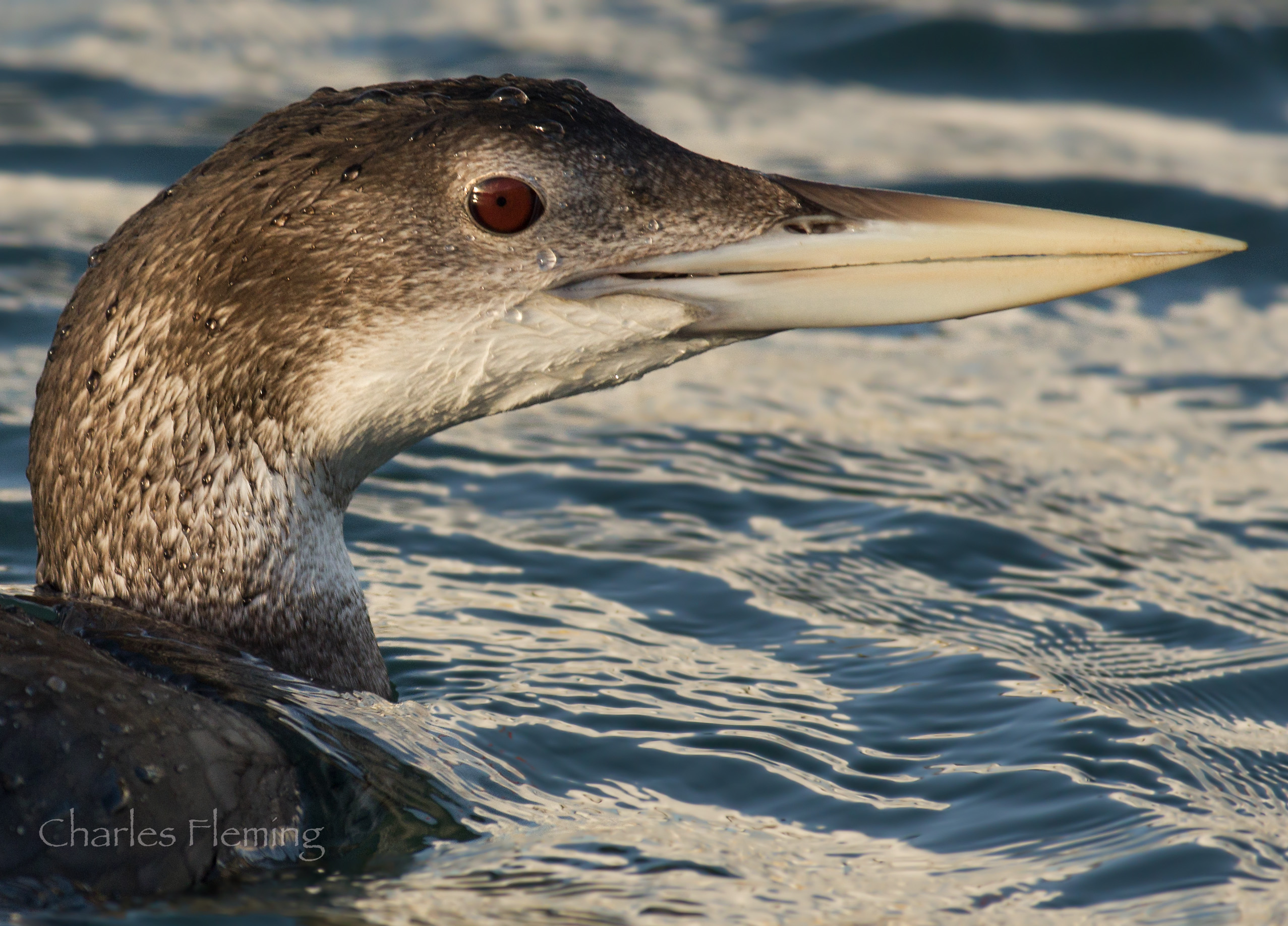 Details : White-billed Diver - BirdGuides