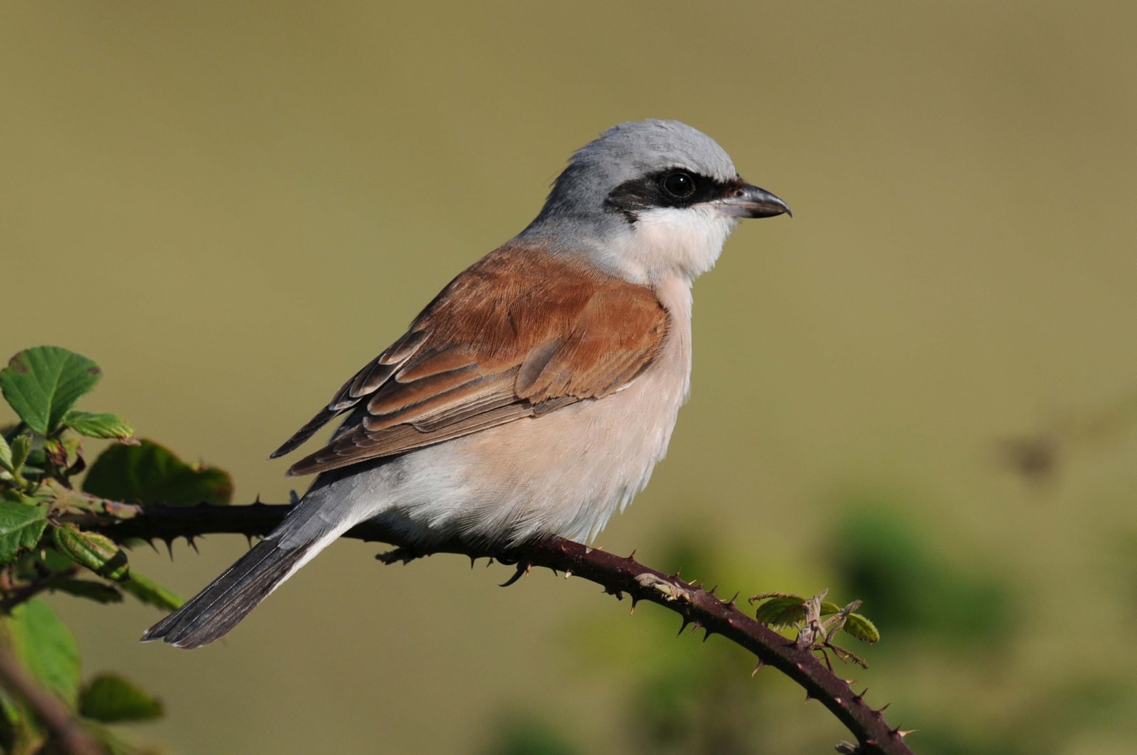 Red-backed Shrike by Nick Appleton - BirdGuides