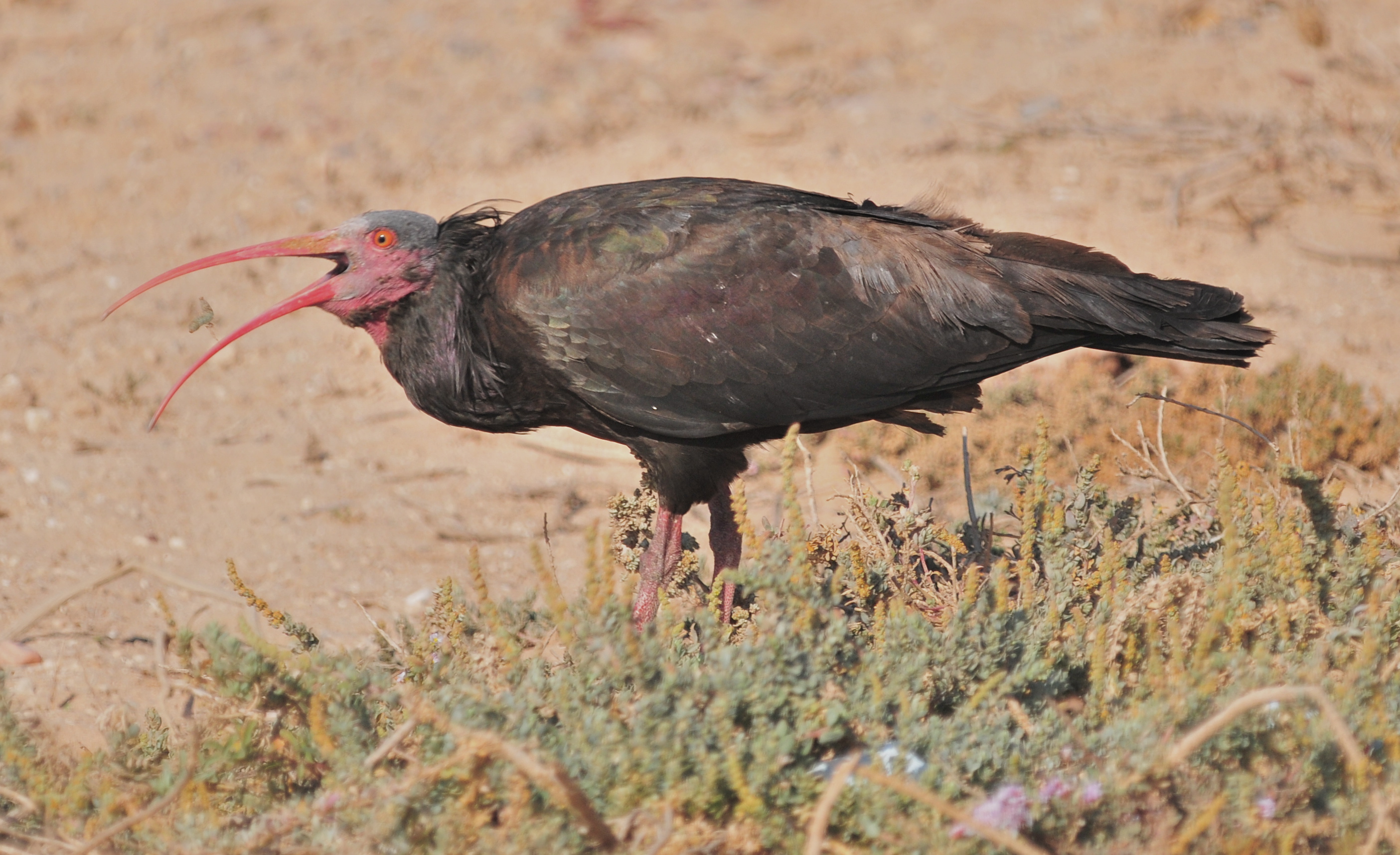 Details : Northern Bald Ibis - BirdGuides