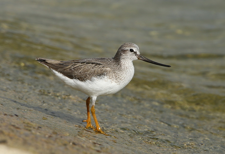 World's oldest Terek Sandpiper found in Belarus - BirdGuides