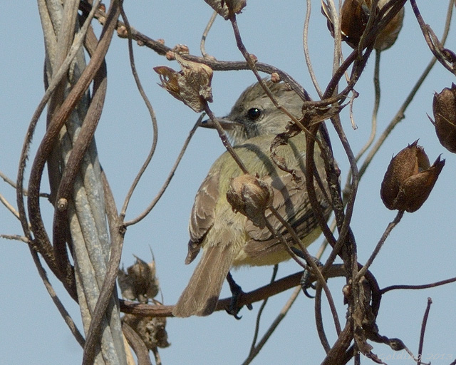 Details : Southern Mouse-coloured Tyrannulet - BirdGuides