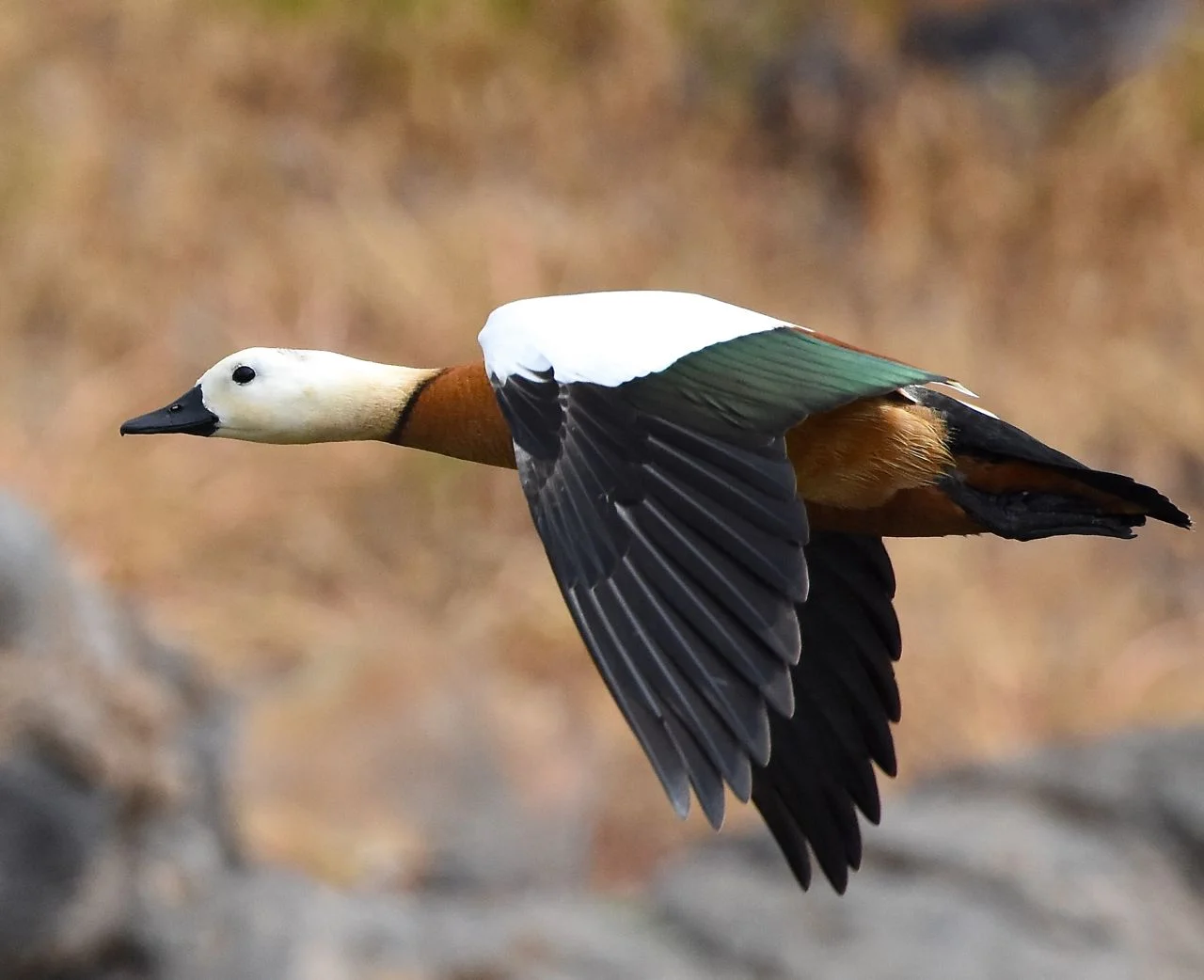 Details : Ruddy Shelduck - BirdGuides