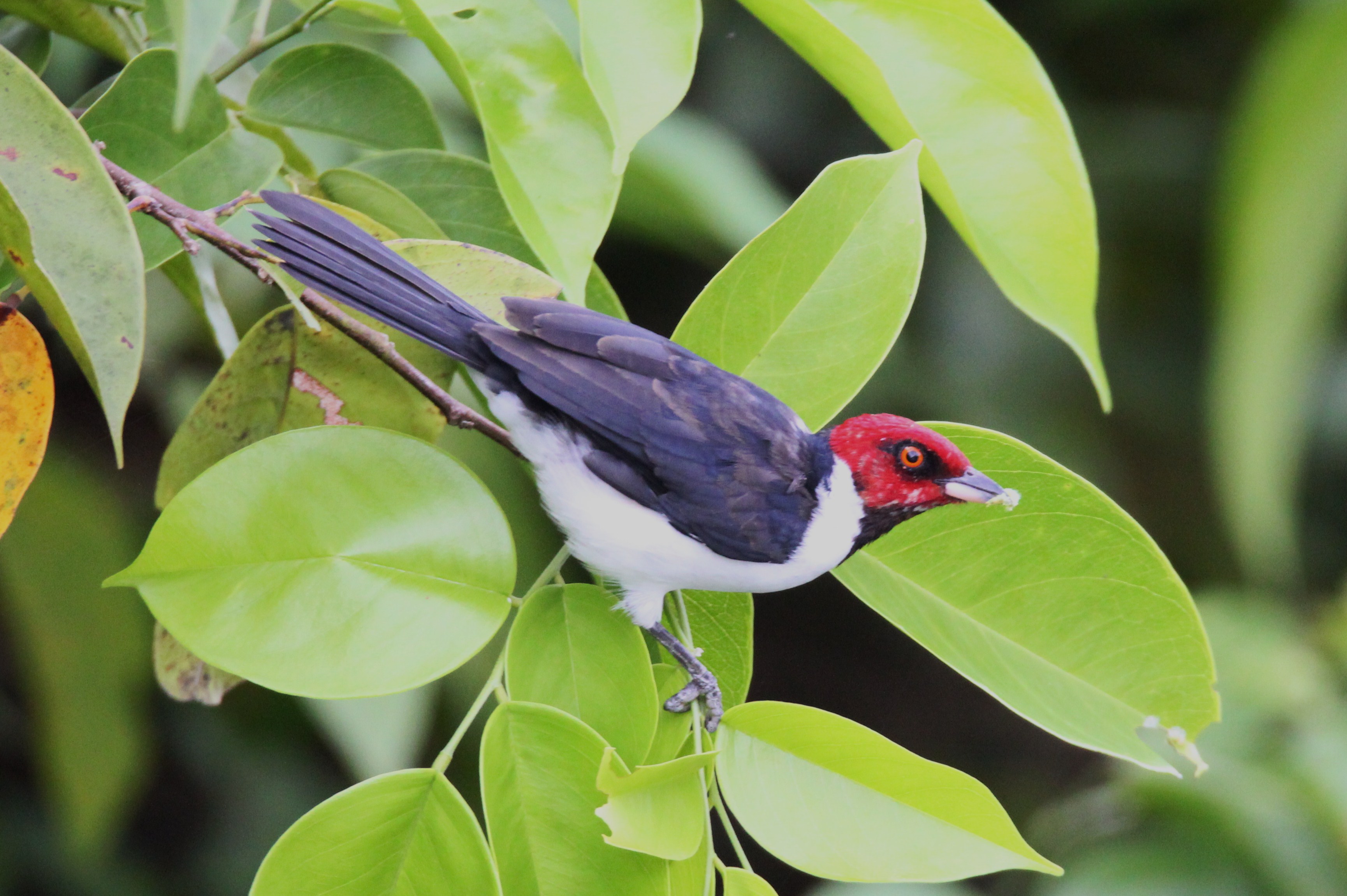Details : Red-capped Cardinal - BirdGuides