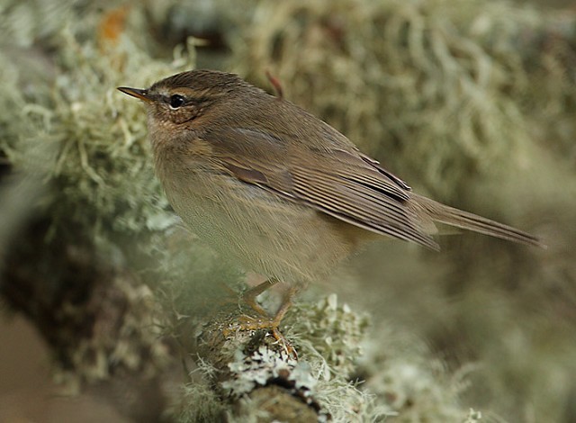 Details : Dusky Warbler - BirdGuides